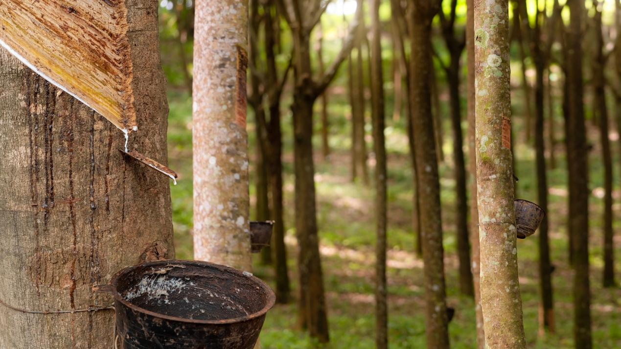 China's Artificial Boards Made from Rubber Wood